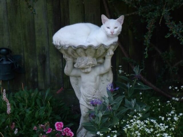 30 Times Cats Showed Their True Chaotic Nature And Made Us Laugh | DeMilked