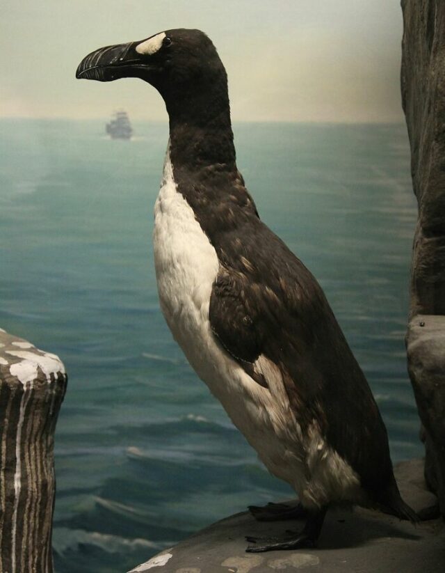 25 Animals We Don’t See Anymore And The Reason For Their Extinction ...