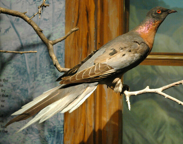 25 Animals We Don’t See Anymore And The Reason For Their Extinction ...