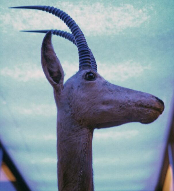 25 Animals We Don’t See Anymore And The Reason For Their Extinction ...