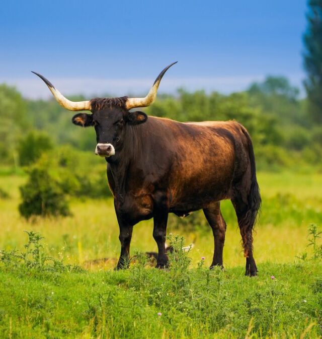 25 Animals We Don’t See Anymore And The Reason For Their Extinction ...