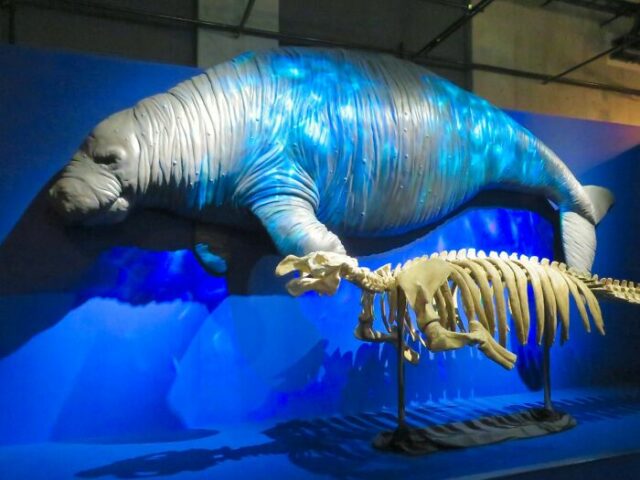 25 Animals We Don’t See Anymore And The Reason For Their Extinction ...