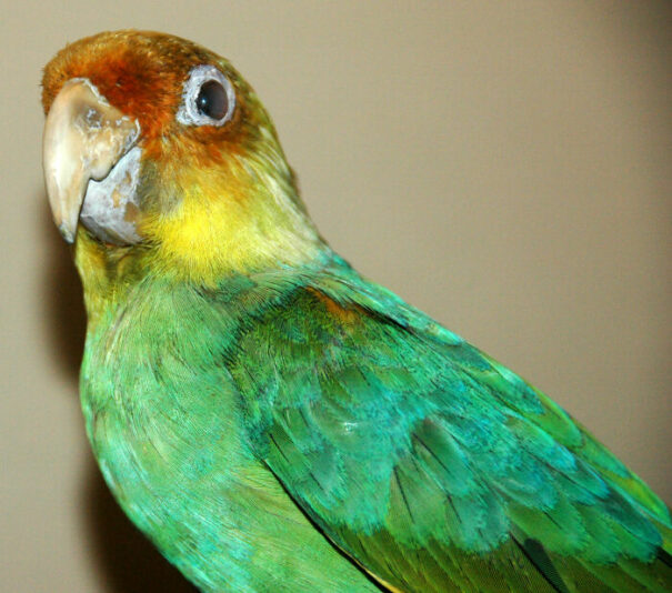 25 Animals We Don’t See Anymore And The Reason For Their Extinction ...
