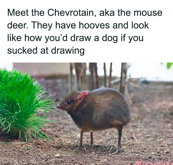 40 Hilarious Animal Memes That ll Brighten Even The Darkest Day DeMilked 40 Hilarious Animal Memes That ll Brighten Even The Darkest Day DeMilked