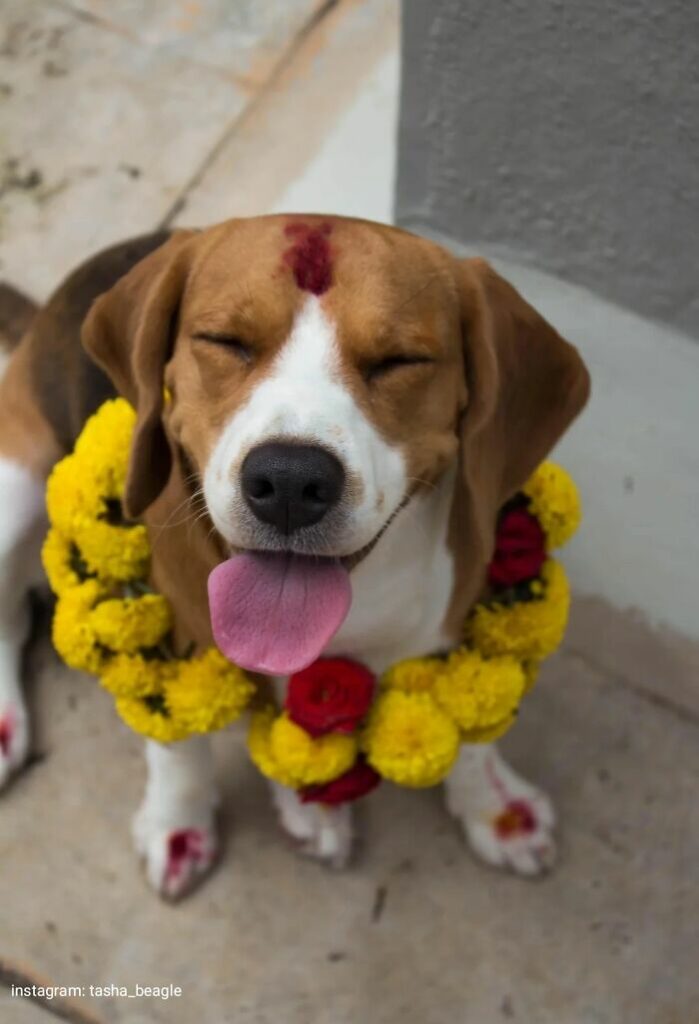 35 Times Dogs Pureness Of Heart Shone Through The Lens Of The Camera ...