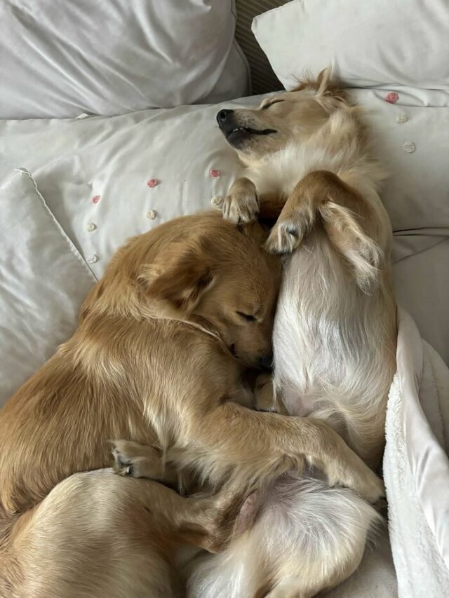 35 Times Dogs Pureness Of Heart Shone Through The Lens Of The Camera ...