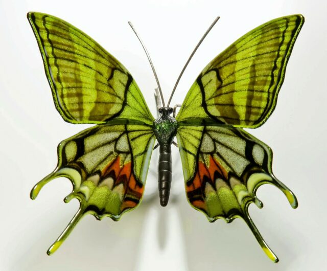 20 Elegant Glass Butterflies And Orchids By Laura Hart That Pay Tribute ...
