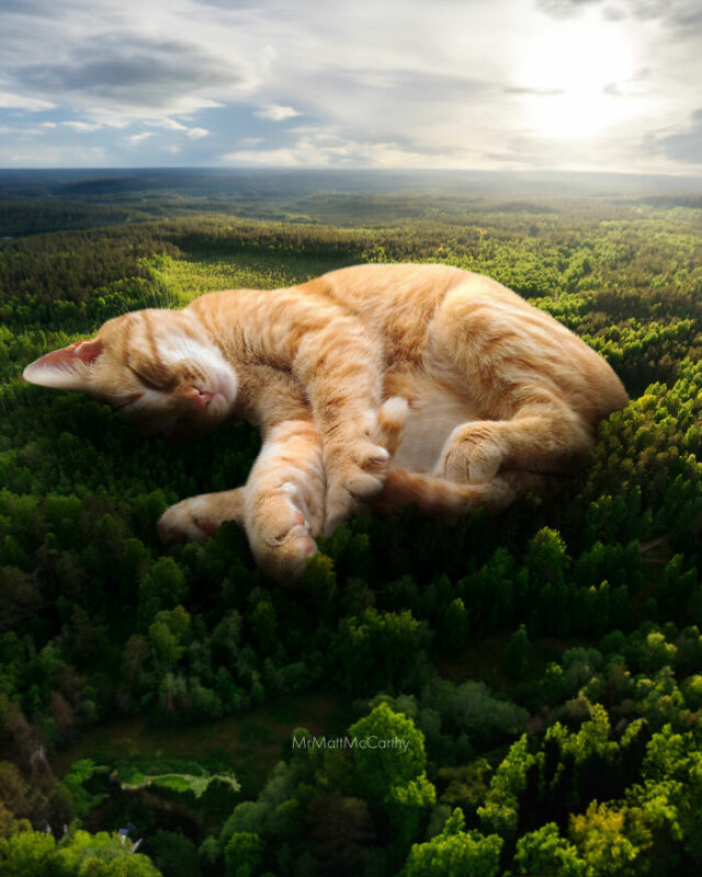 20 Surreal Cat Artworks By Matt McCarthy That Look Straight Out Of A ...