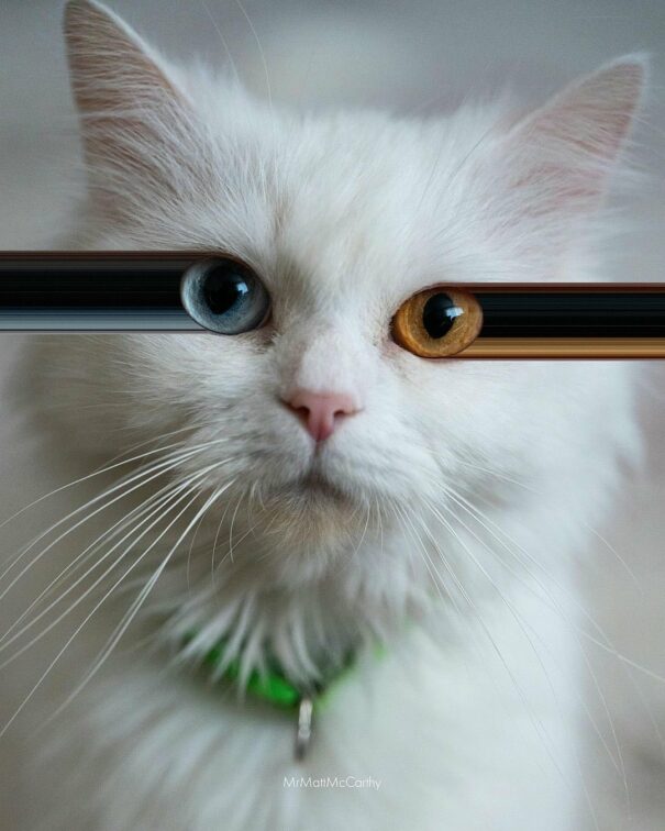 20 Surreal Cat Artworks By Matt McCarthy That Look Straight Out Of A ...