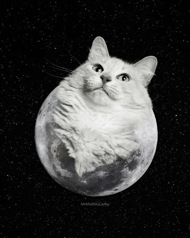 20 Surreal Cat Artworks By Matt McCarthy That Look Straight Out Of A ...