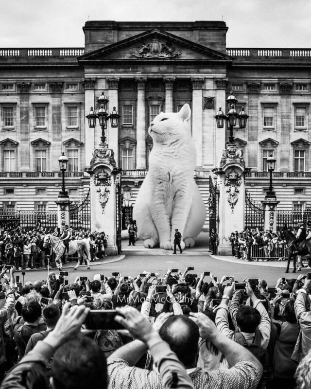 20 Surreal Cat Artworks By Matt McCarthy That Look Straight Out Of A ...