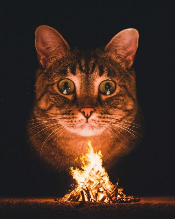 20 Surreal Cat Artworks By Matt McCarthy That Look Straight Out Of A ...