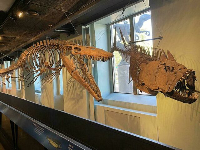 35 Intriguing Photos & Illustrations Of Extinct Creatures That Once ...