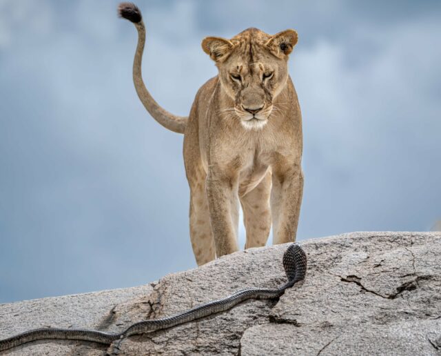 Here Is A Sneak Peek Inside The World’s Biggest Wildlife Photography ...