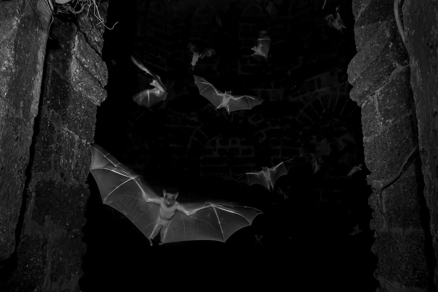 Here Is A Sneak Peek Inside The World’s Biggest Wildlife Photography ...