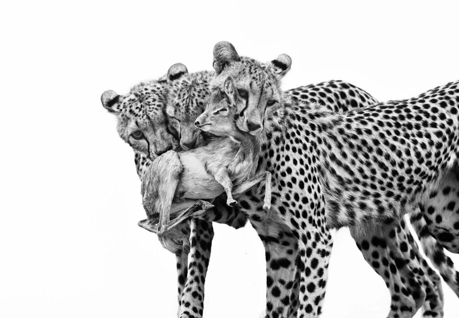 Here Is A Sneak Peek Inside The World’s Biggest Wildlife Photography ...