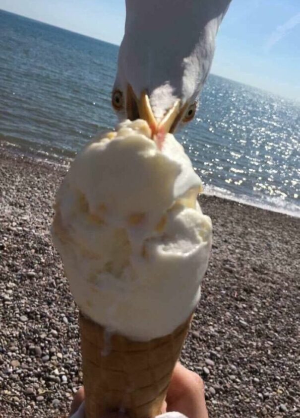 25 Perfectly Timed Funny Photos Snapped In The Split Second Before ...