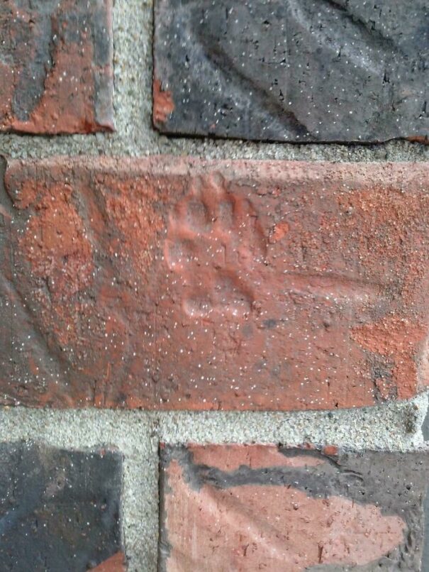 35 Cool Things People Found Buried, Hidden Or Plastered Over In Old ...