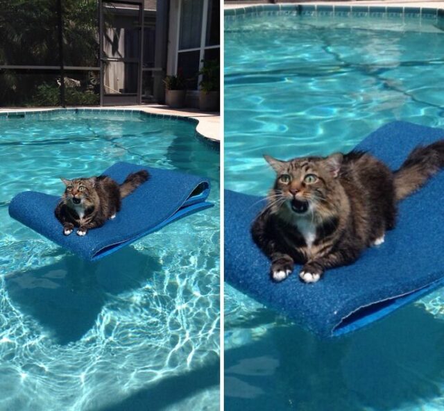 35 Photos Showing Animals Stuck In Hilariously Awkward Positions | DeMilked