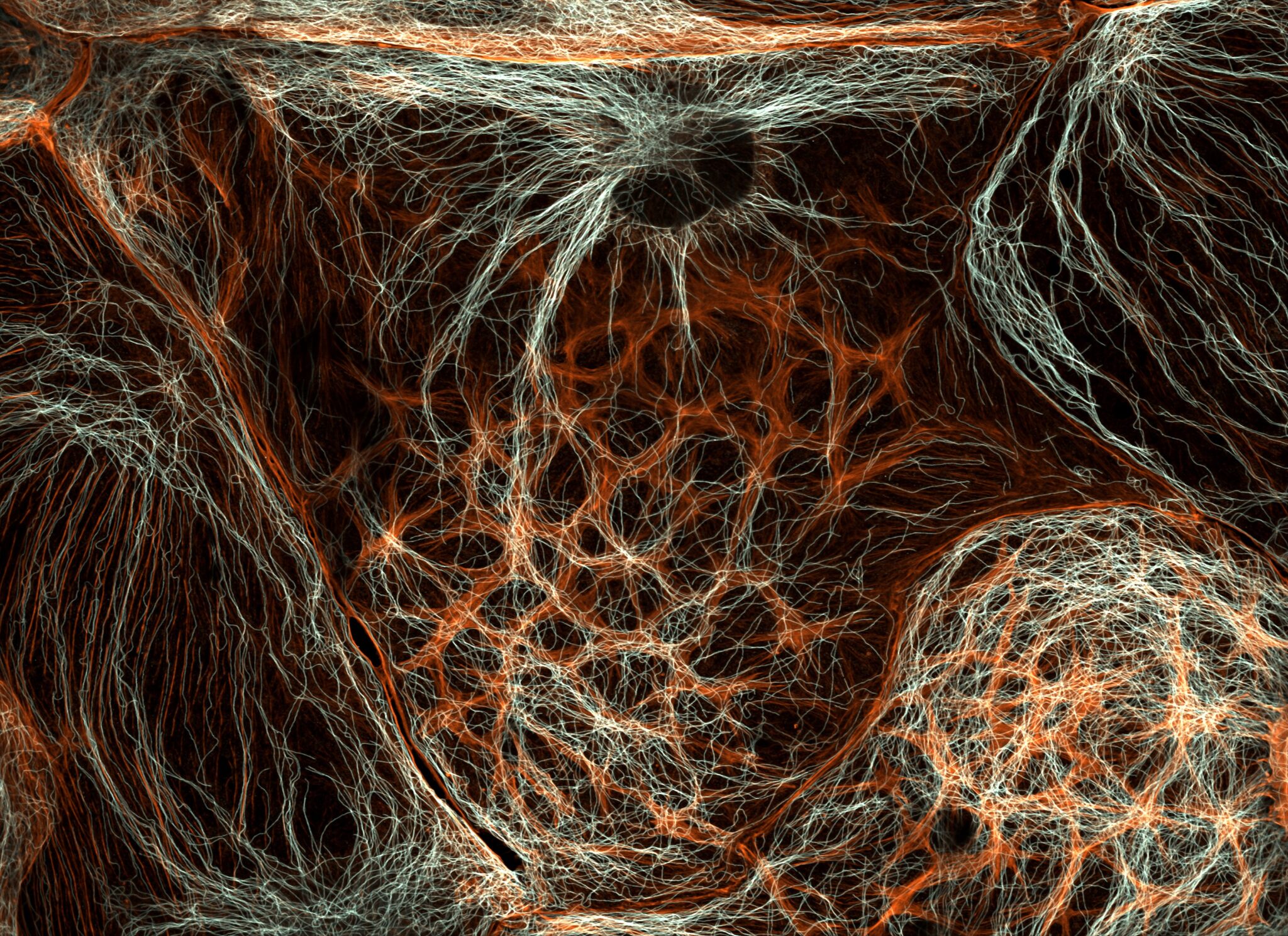 20 Spectacular Photomicrography Winners At The 2025 Nikon Small World ...