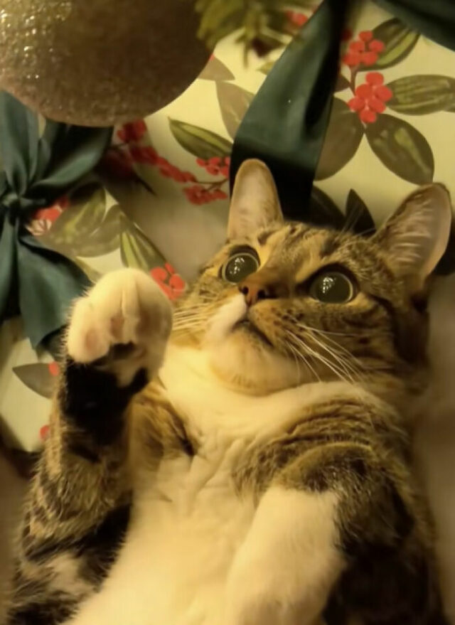 35 Adorable Pics Of Cats Reacting To Their First Christmas | DeMilked