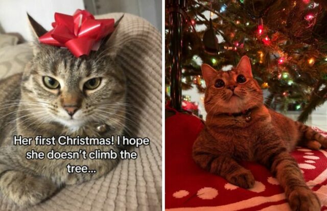 35 Adorable Pics Of Cats Reacting To Their First Christmas | DeMilked