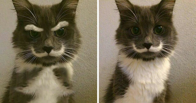 25 Misleading Viral Images That Have Fooled People For Too Long | DeMilked