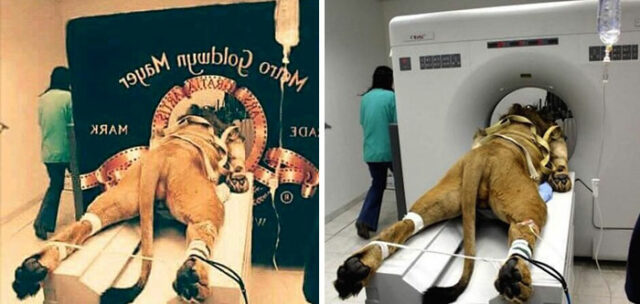 25 Misleading Viral Images That Have Fooled People For Too Long | DeMilked