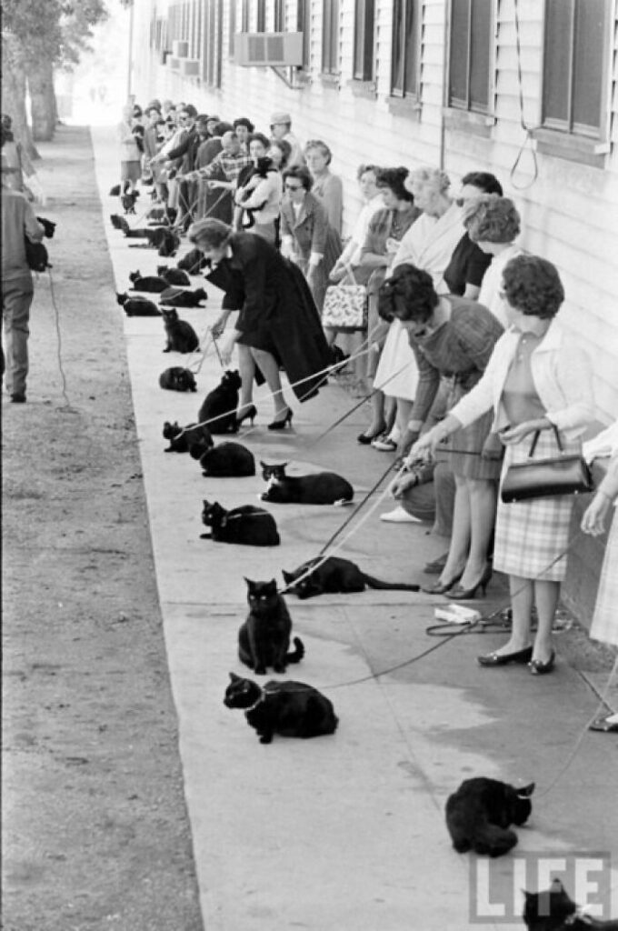 25 Misleading Viral Images That Have Fooled People For Too Long | DeMilked