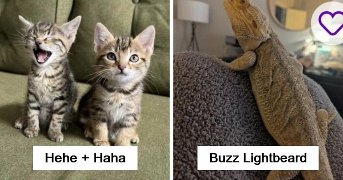 40 Hilariously Clever Pet Names That Prove Some People Are Way Too ...