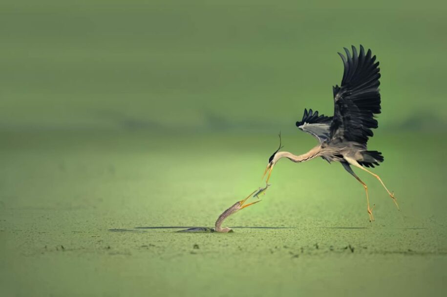 20 Breathtaking Wildlife Photos That Won At The Refocus Photographer Of ...