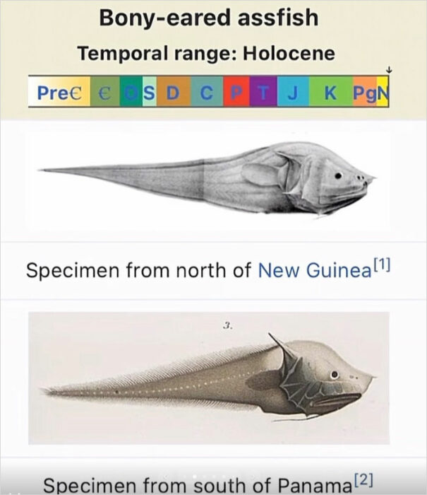 25 Bizarre Scientific Animal Names That Sound Like A Bad Prank | DeMilked
