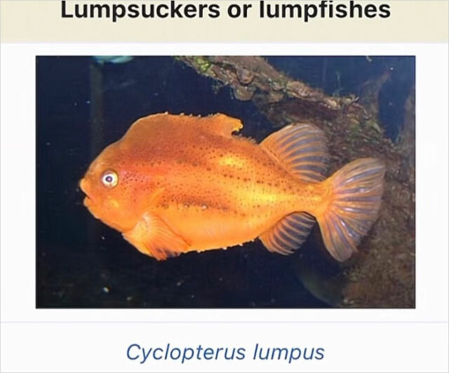 25 Bizarre Scientific Animal Names That Sound Like A Bad Prank | DeMilked