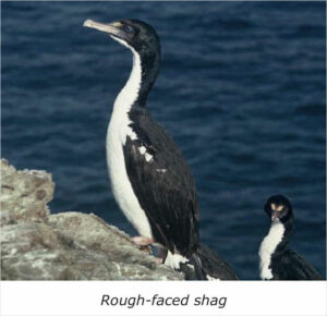25 Bizarre Scientific Animal Names That Sound Like A Bad Prank | DeMilked