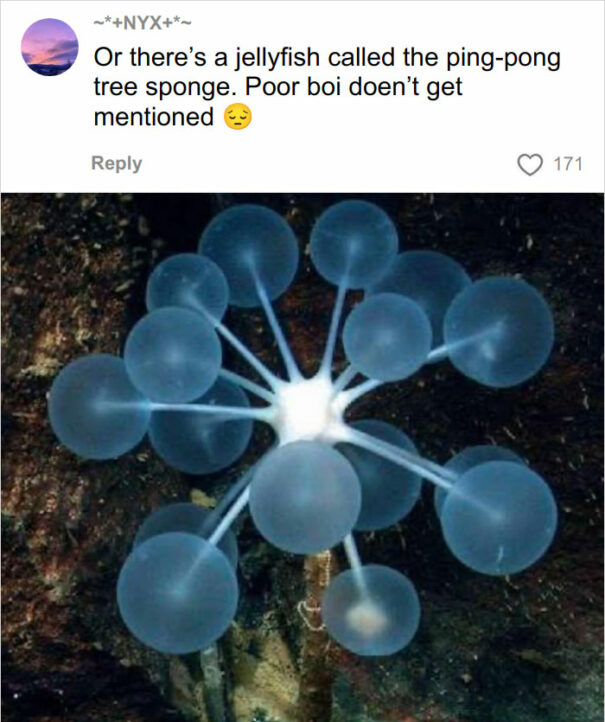 25 Bizarre Scientific Animal Names That Sound Like A Bad Prank | DeMilked