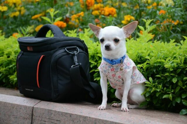 35 Of The Funniest Pet Names Vets Have Heard During A Visit To Their ...