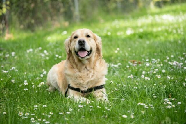 35 Of The Funniest Pet Names Vets Have Heard During A Visit To Their ...