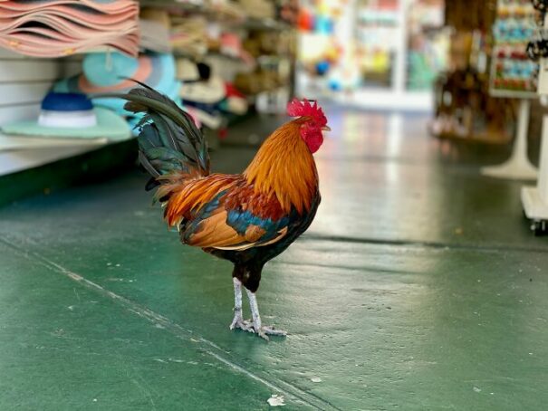 35 Of The Funniest Pet Names Vets Have Heard During A Visit To Their ...