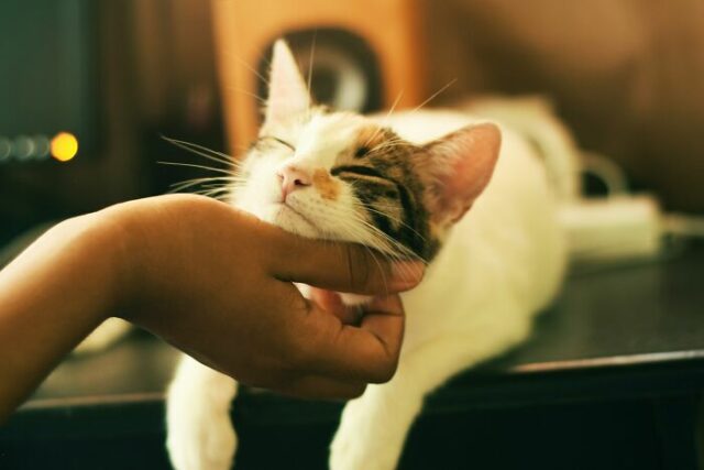 35 Of The Funniest Pet Names Vets Have Heard During A Visit To Their ...