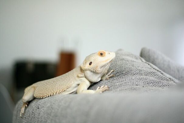 35 Of The Funniest Pet Names Vets Have Heard During A Visit To Their ...