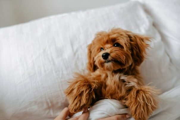 35 Of The Funniest Pet Names Vets Have Heard During A Visit To Their ...