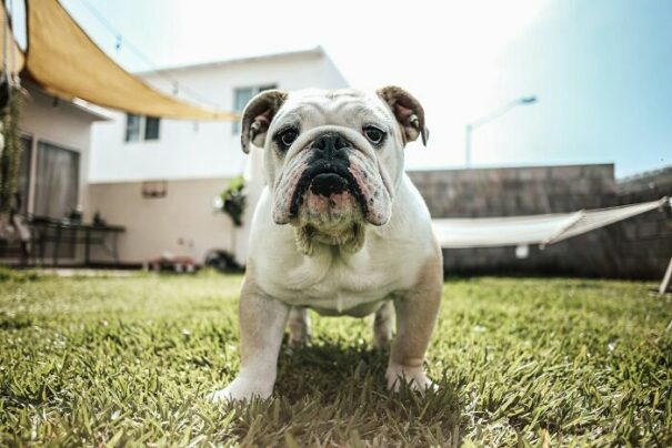 35 Of The Funniest Pet Names Vets Have Heard During A Visit To Their ...