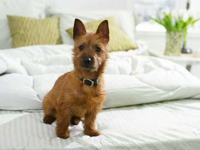 35 Of The Funniest Pet Names Vets Have Heard During A Visit To Their ...