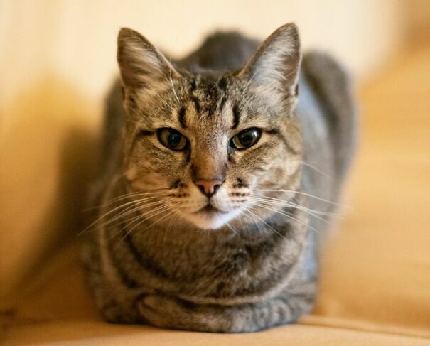 35 Of The Funniest Pet Names Vets Have Heard During A Visit To Their ...